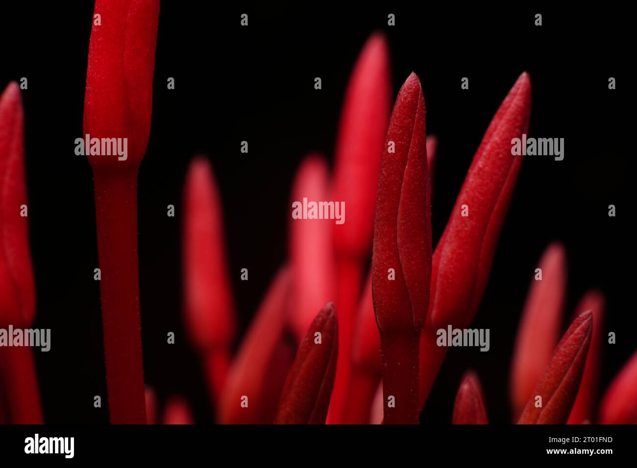 White flower red tips hi-res stock photography and images - Alamy