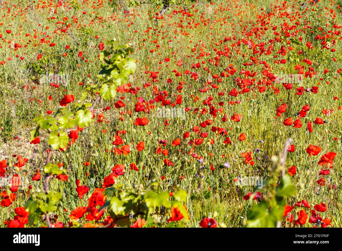 Wild poppy fields Stock Photo - Alamy
