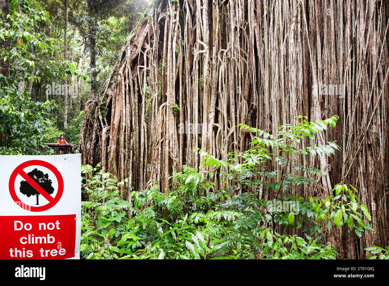 The Curtain Fig Tree, a massive Green Fig Tree (Ficus virens) in the ...