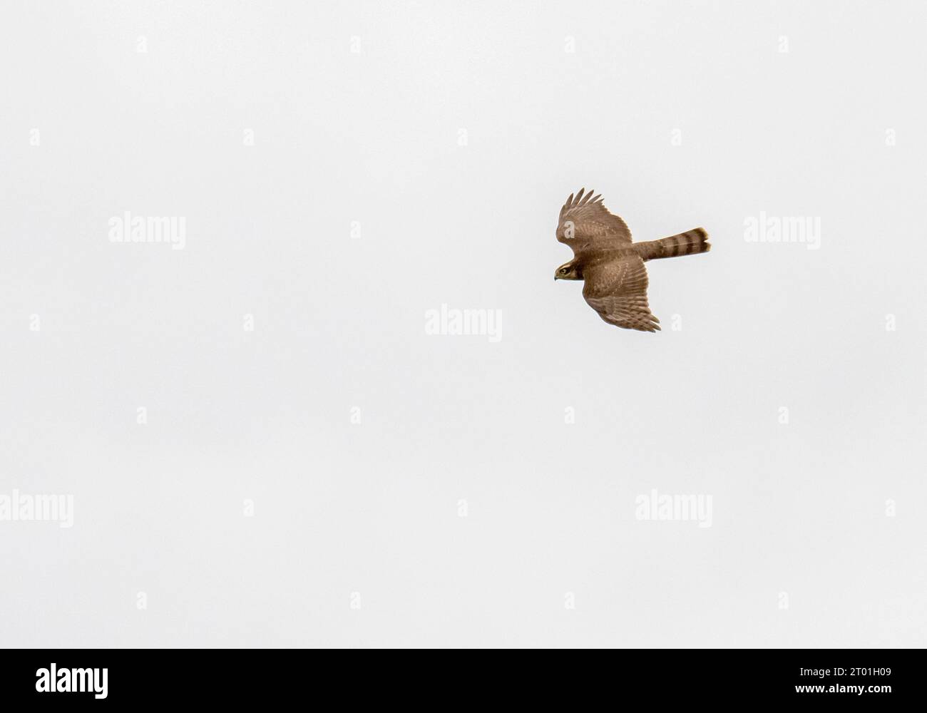 A female Eurasian Sparrowhawk, Accipiter nisus swooping on Walney ...