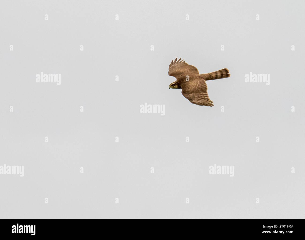 A female Eurasian Sparrowhawk, Accipiter nisus swooping on Walney ...