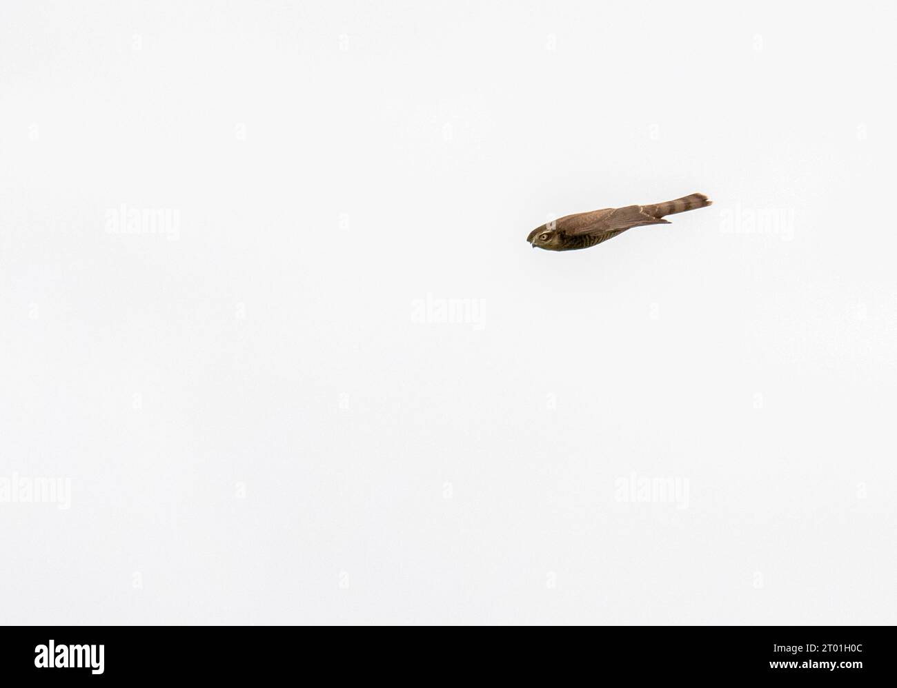 A female Eurasian Sparrowhawk, Accipiter nisus swooping on Walney ...