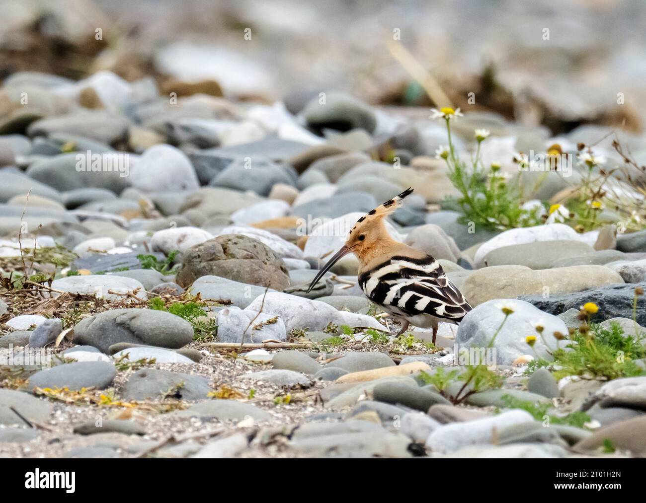 A Eurasian Hoope, Upupa epops on the beach at Aldingham, Cumbria, UK ...