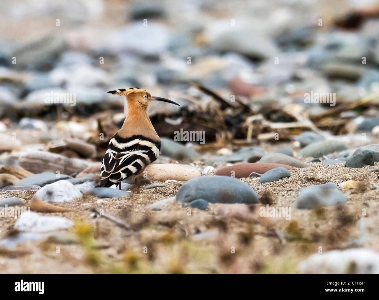 A Eurasian Hoope, Upupa epops on the beach at Aldingham, Cumbria, UK ...