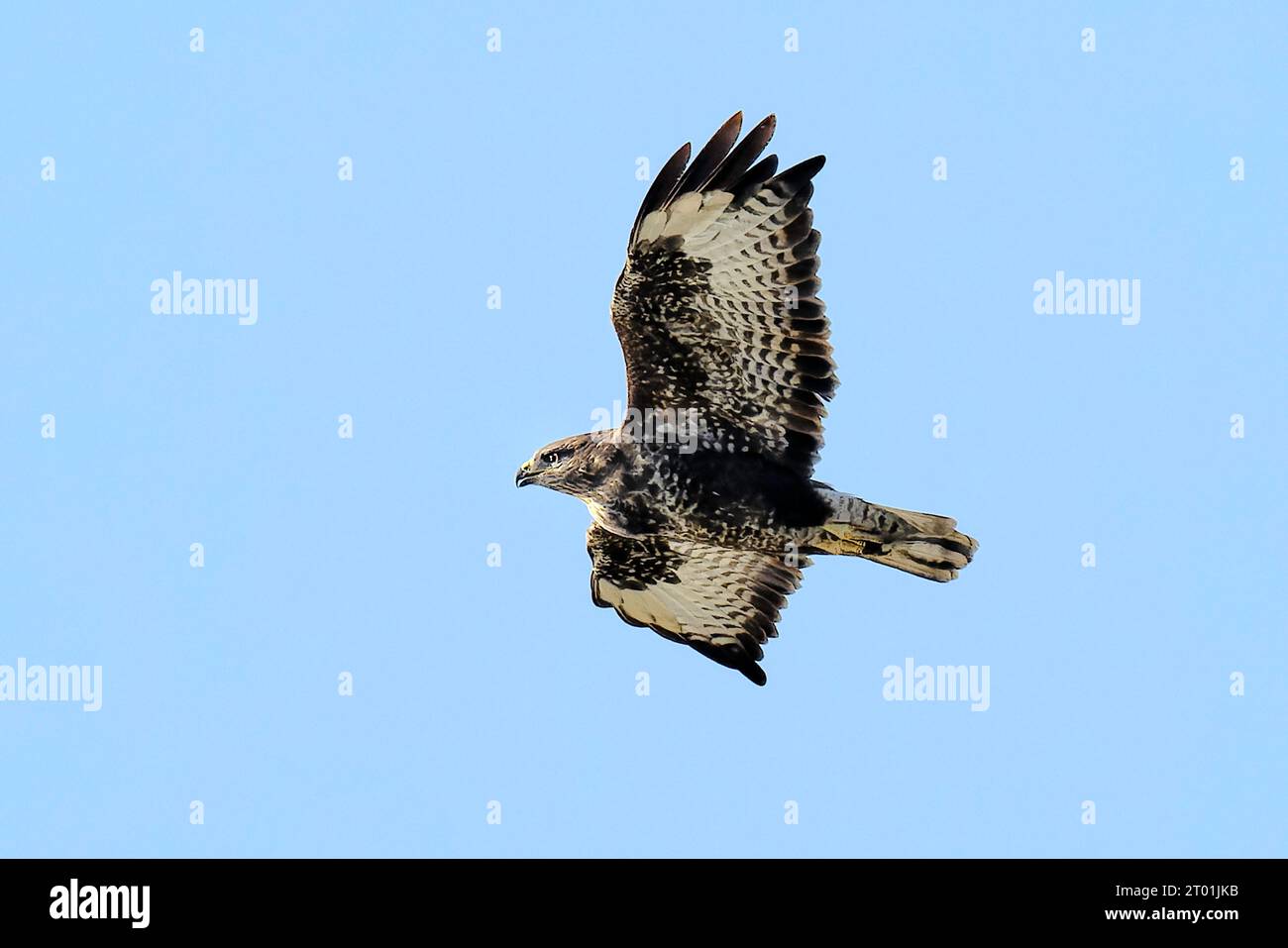 A common buzzard in flight Stock Photo - Alamy