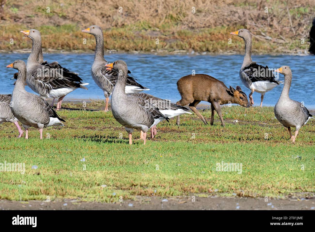 Geese passing hi-res stock photography and images - Alamy