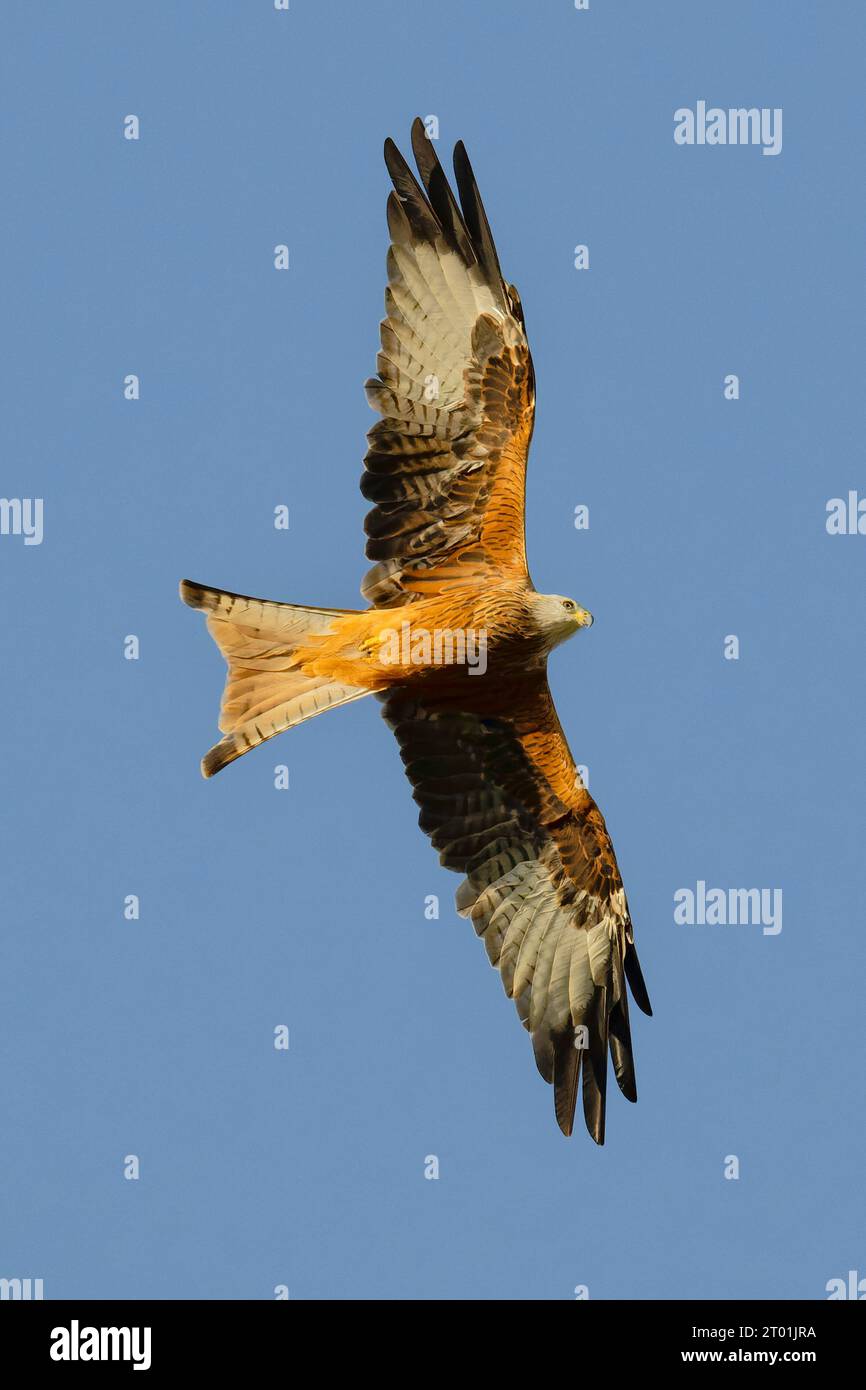 Red kite reserve hi-res stock photography and images - Alamy