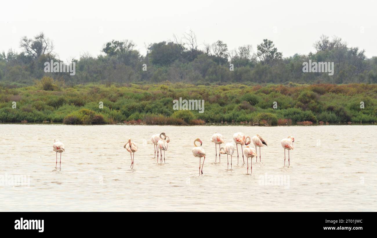 group of greater flamingos (Phoenicopterus roseus) in a lagoon Stock ...