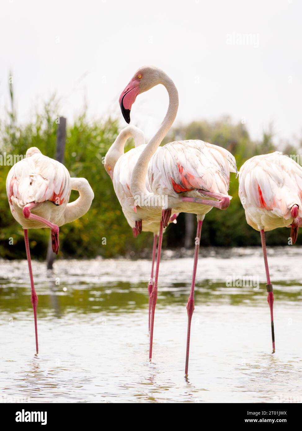 group of greater flamingos (Phoenicopterus roseus) in a lagoon Stock ...