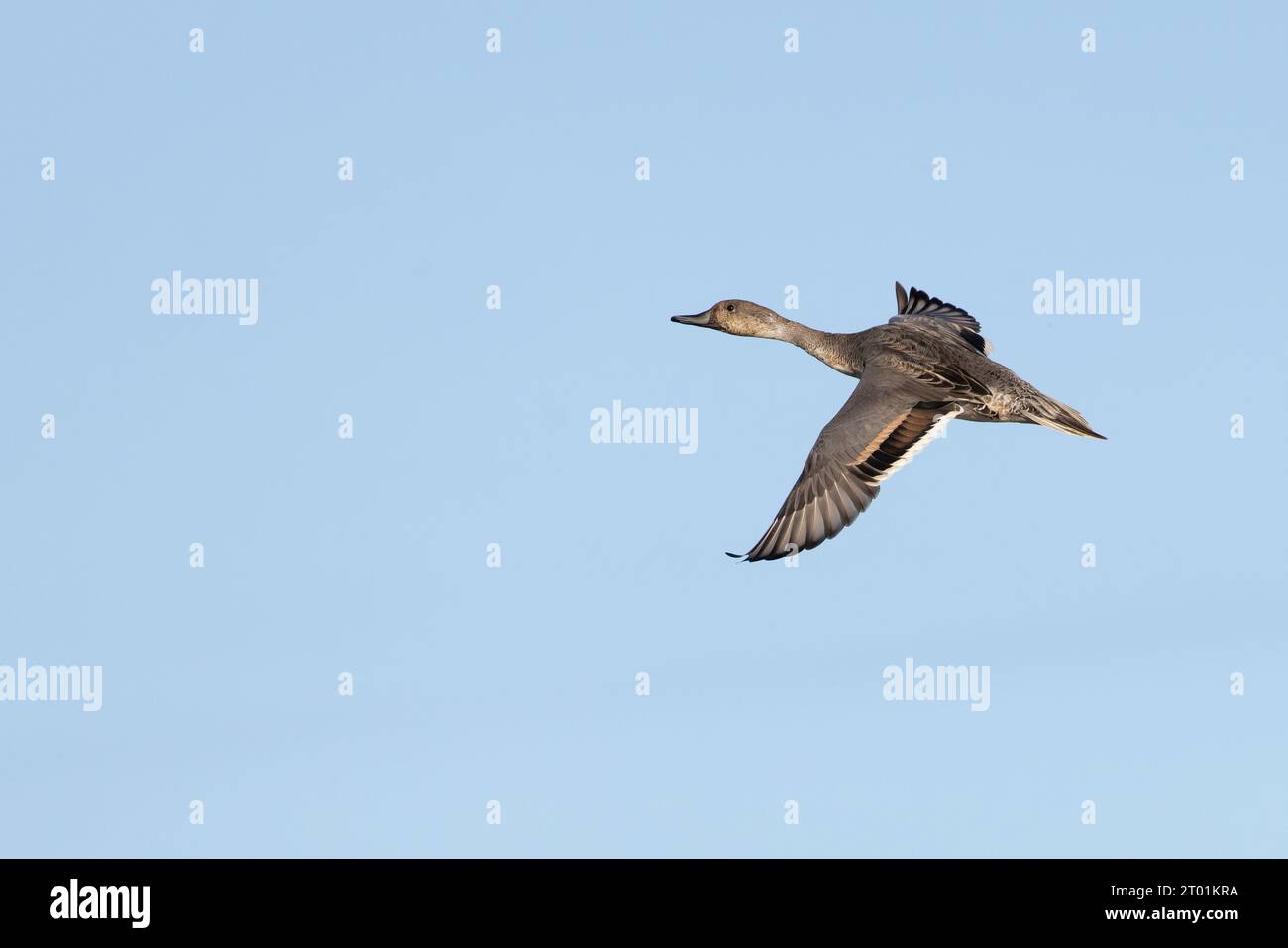 Northern Pintail (Anas acuta) eclipse drake Norfolk September 2023 ...