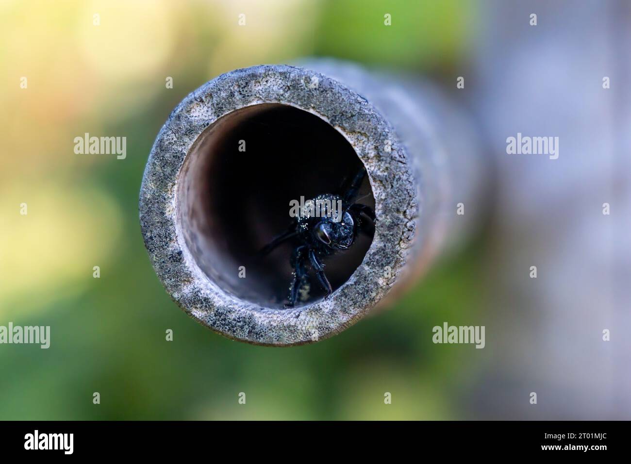 black carpenter bee building a nest Stock Photo - Alamy