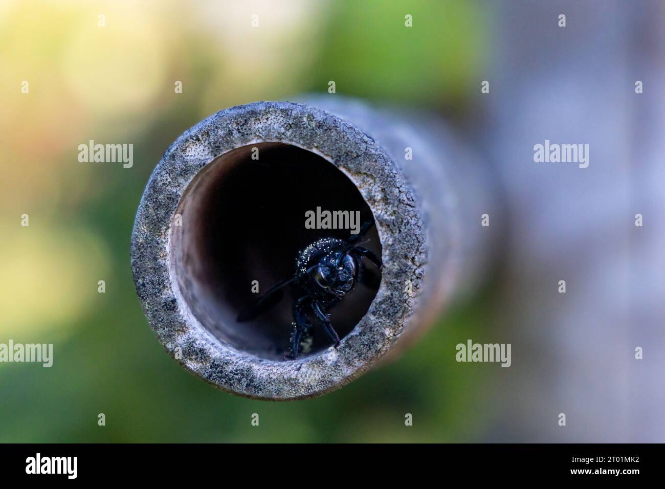 black carpenter bee building a nest Stock Photo - Alamy