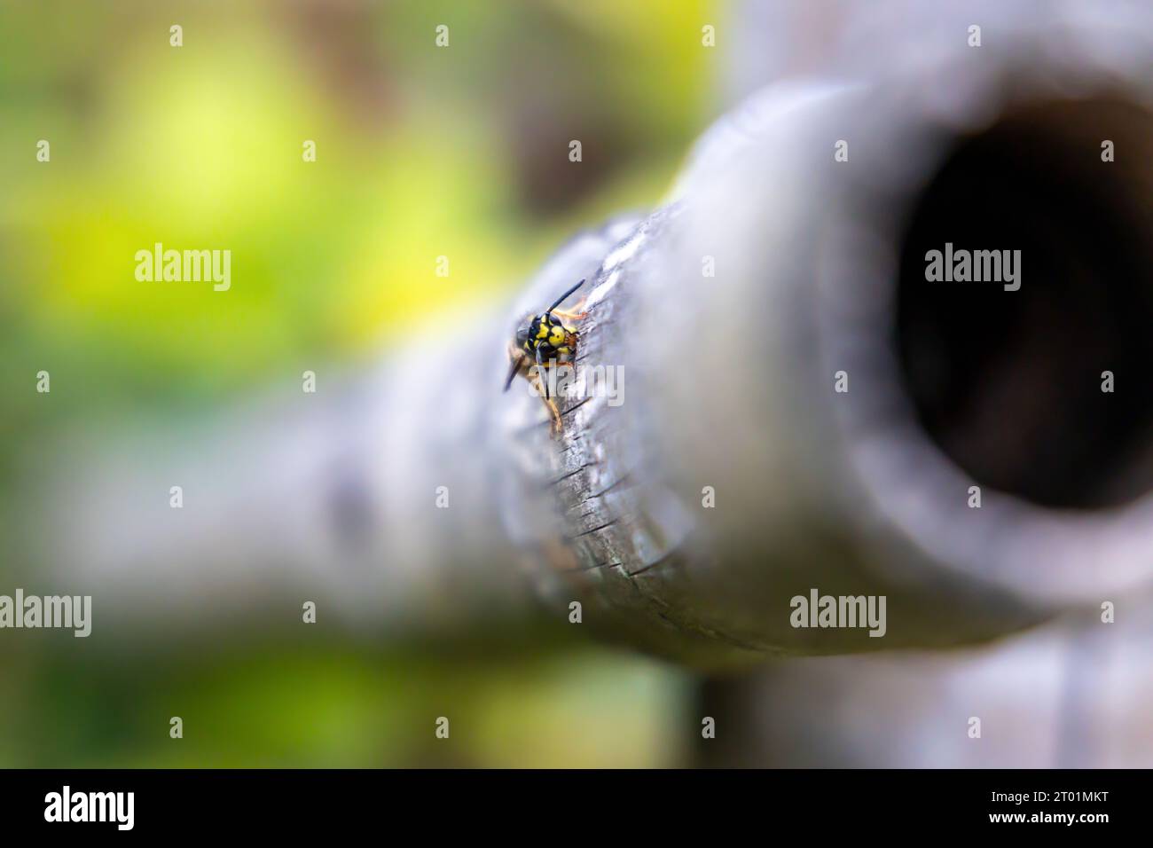 Tube wasp hi-res stock photography and images - Alamy