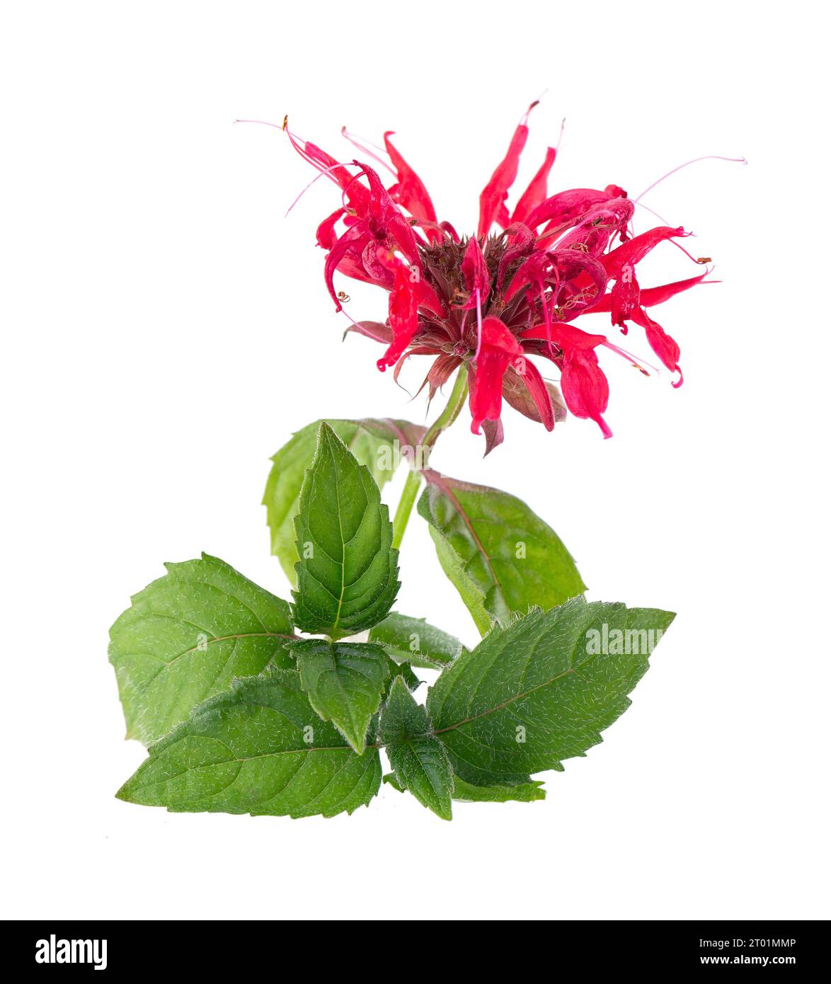 Bergamot flower with green leaves isolated on a white background ...