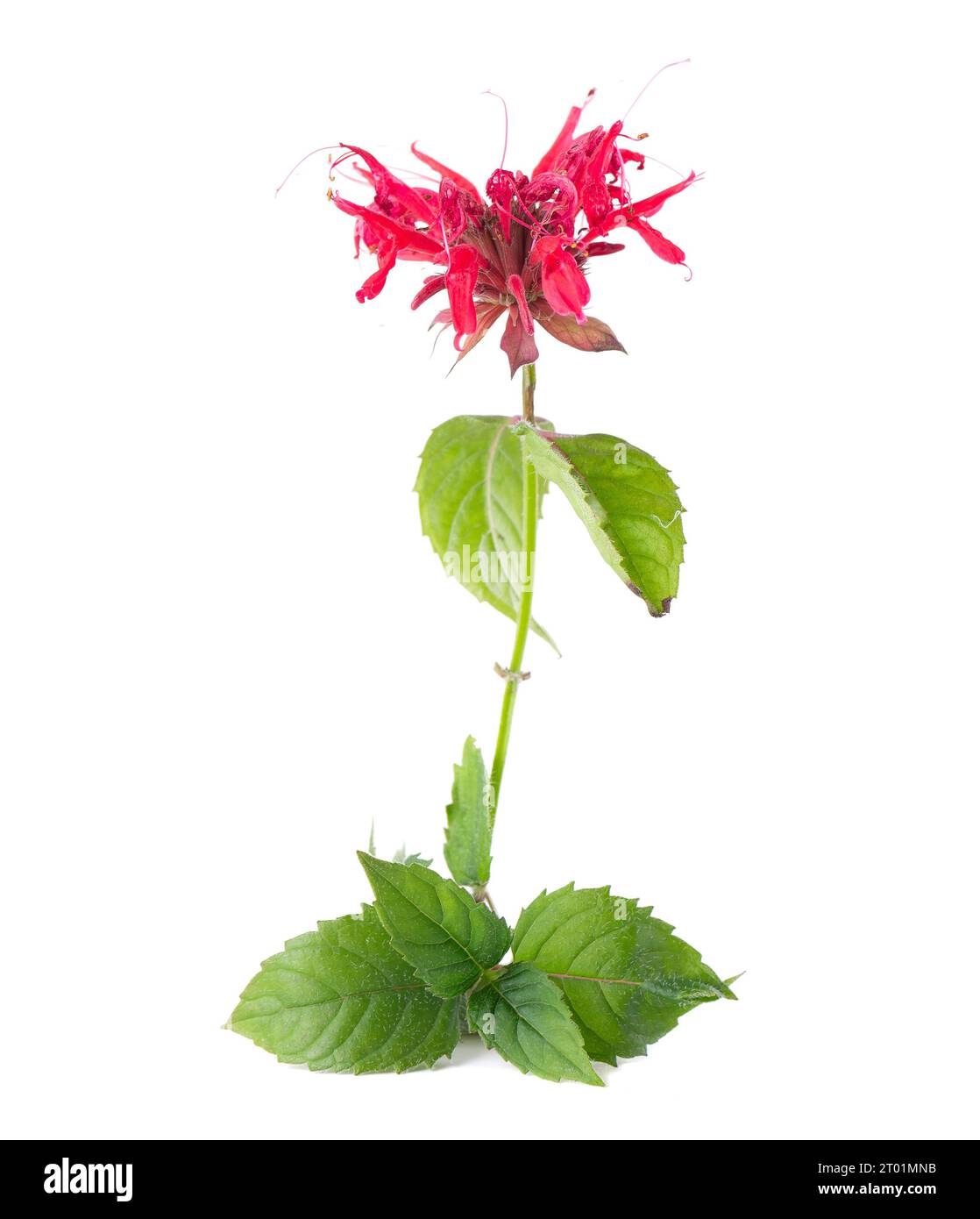 Bergamot flower with green leaves isolated on a white background ...