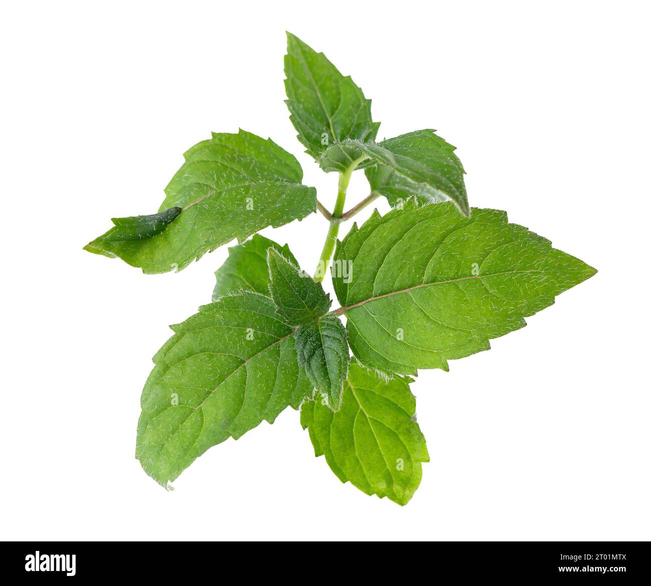 Bergamot green leaves isolated on a white background. Monarda didyma ...