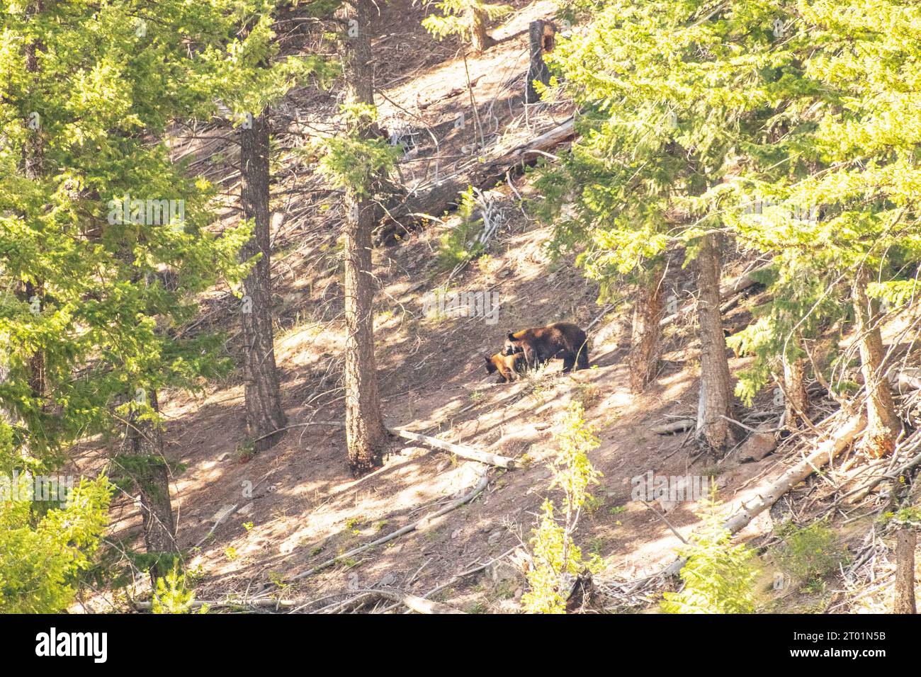 Black bears in Yellowstone National Park Stock Photo - Alamy