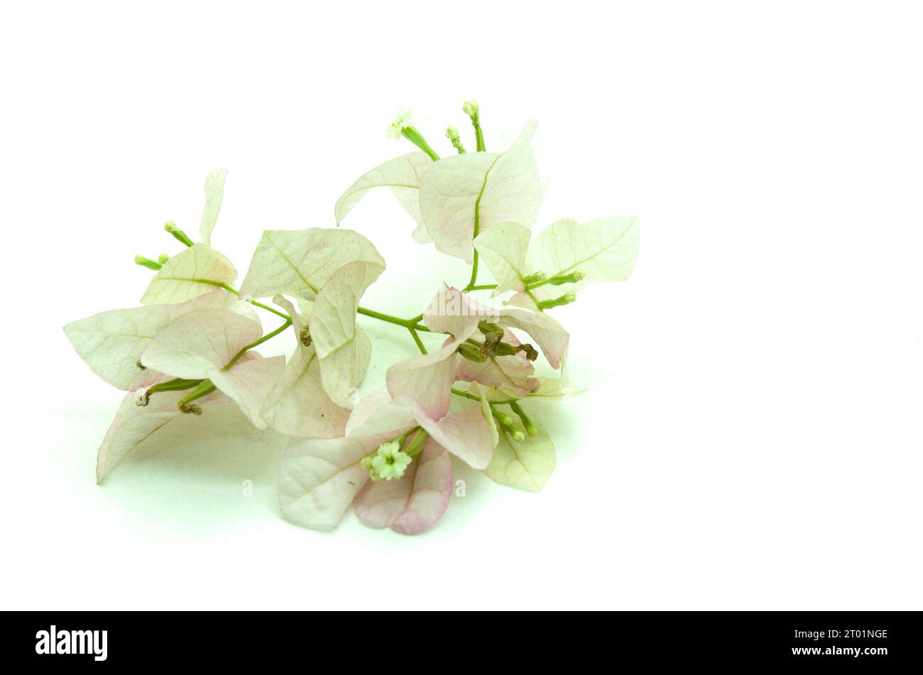 Minimalist flowers leaves blossom Cut Out Stock Images & Pictures - Alamy
