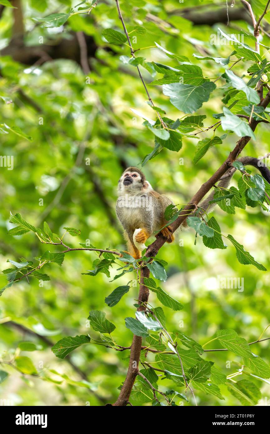 The Common Squirrel Monkey (Saimiri sciureus), native to South America ...