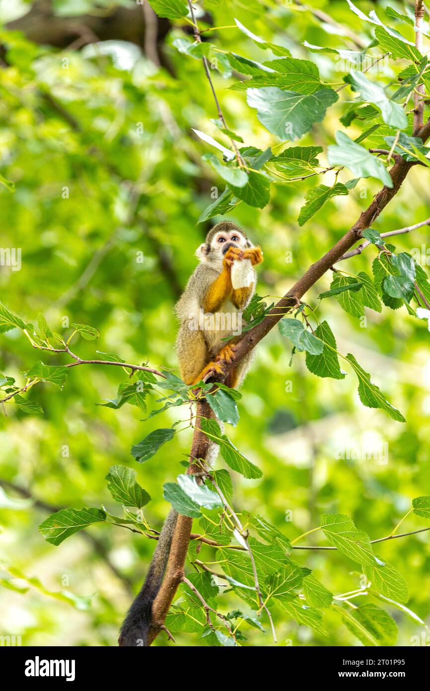 The Common Squirrel Monkey (Saimiri sciureus), native to South America ...
