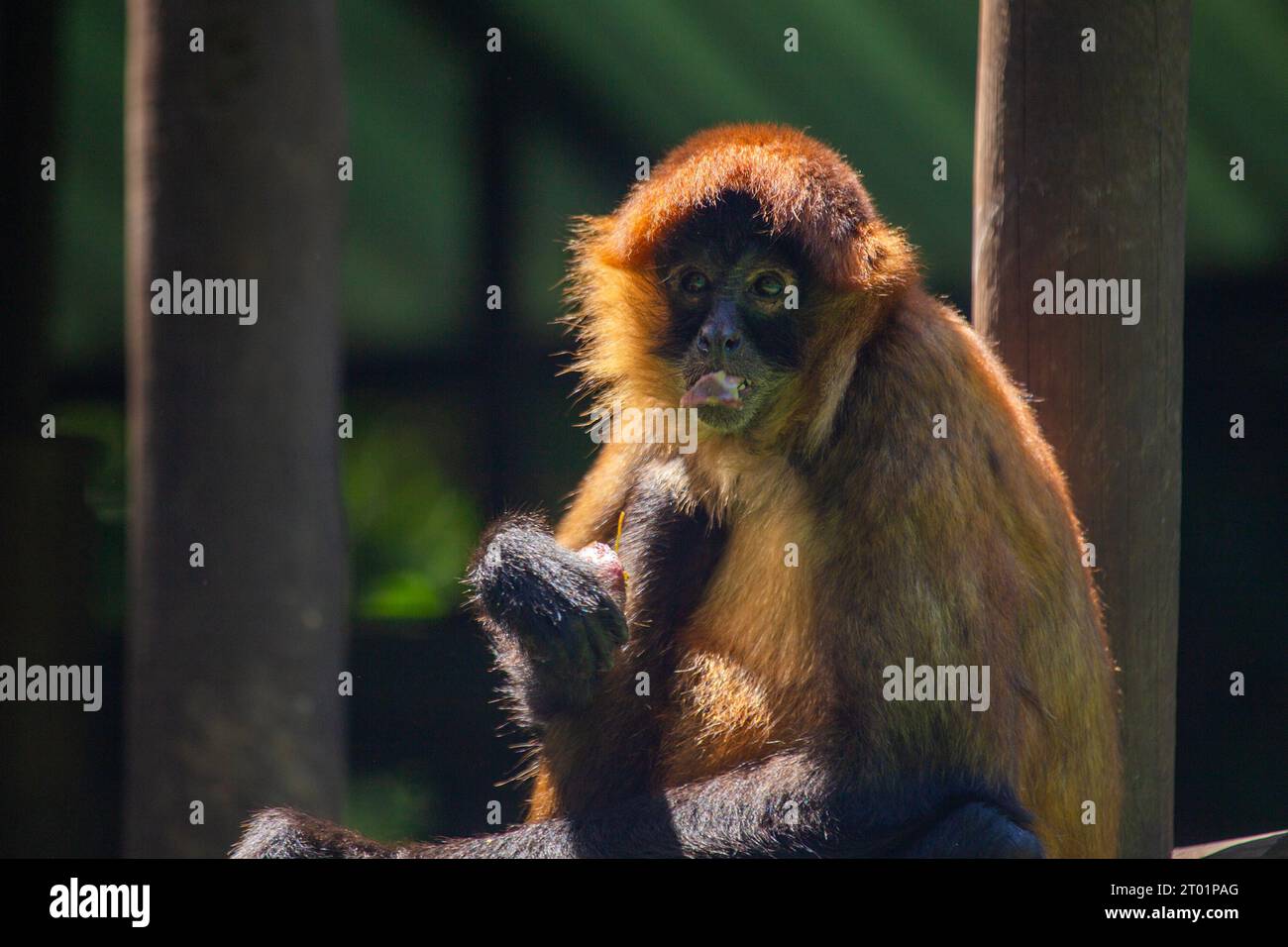 Long limbs hi-res stock photography and images - Alamy