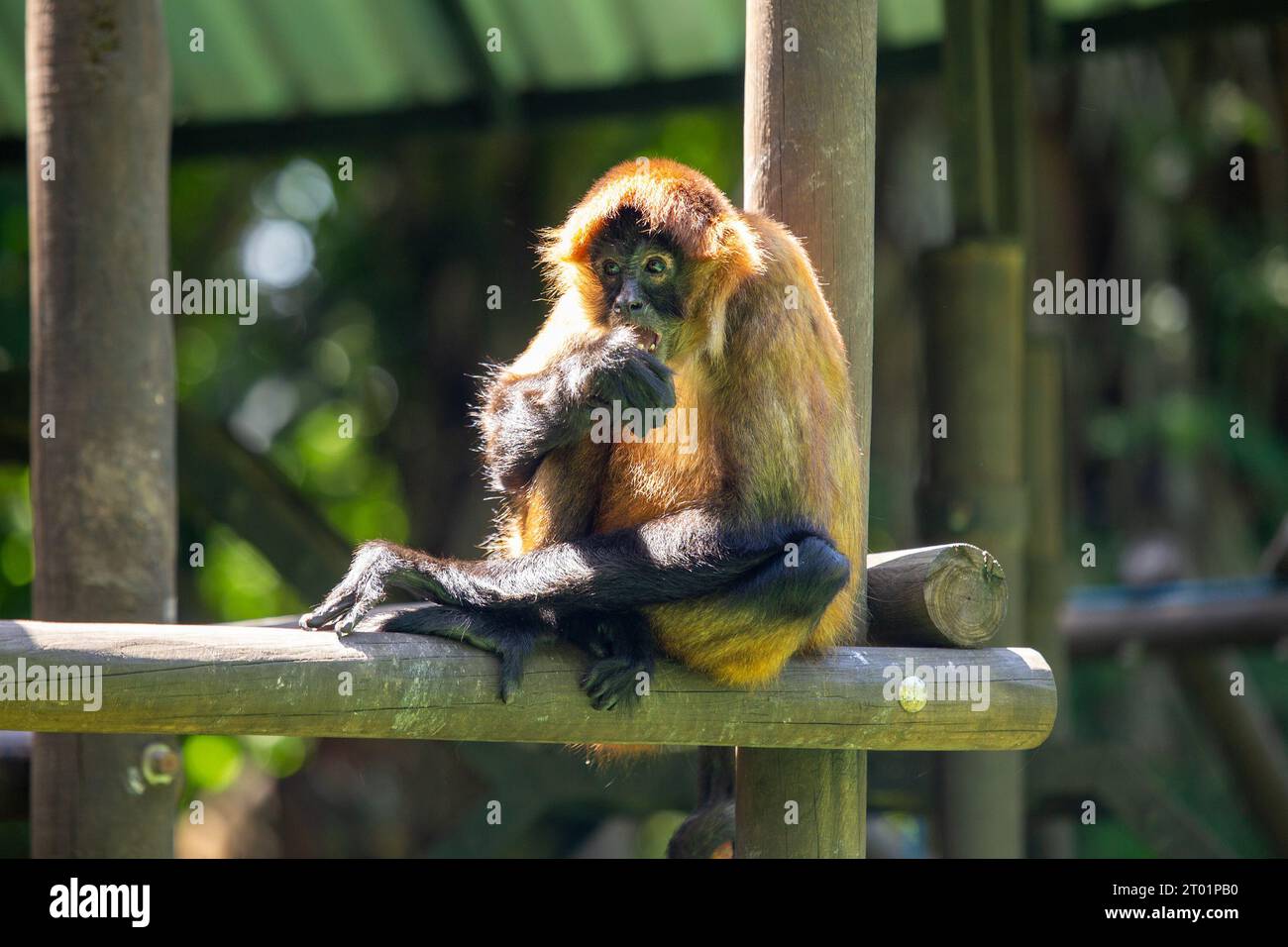 Geoffroy's Spider Monkey (Ateles geoffroyi) is a graceful primate found ...