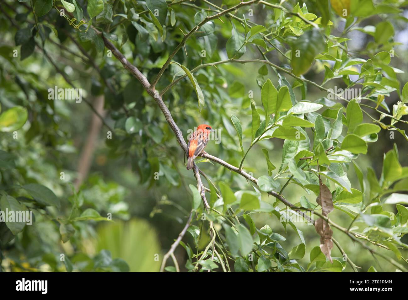 Madagaskar fody hi-res stock photography and images - Alamy