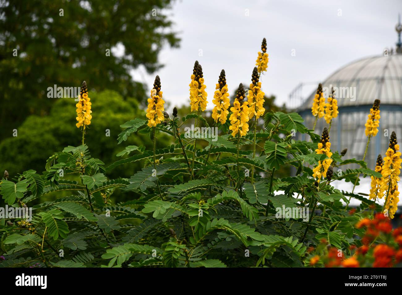 Winged senna hi-res stock photography and images - Alamy