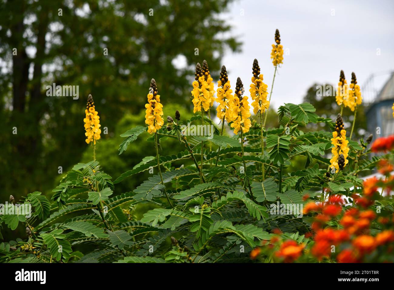 Winged senna hi-res stock photography and images - Alamy