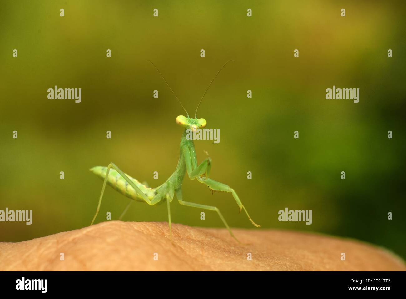 Close up photo of a mantis posing on human hand against bokeh ...