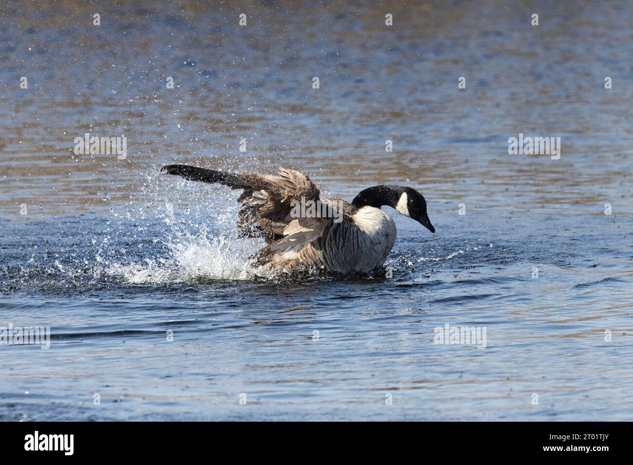 Canada goose performing its preening ritual with wing and body ...
