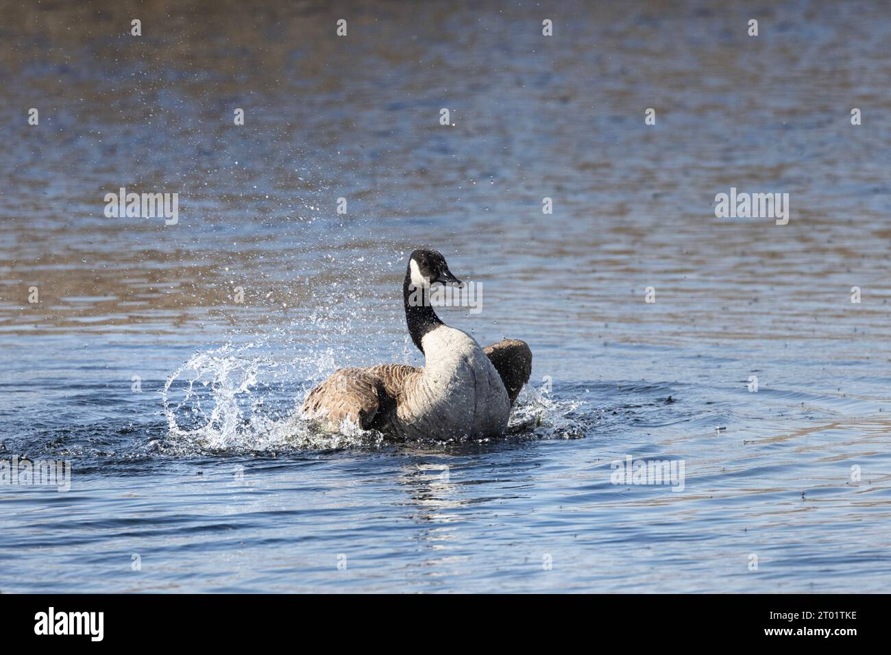 Canada goose performing its preening ritual with wing and body ...