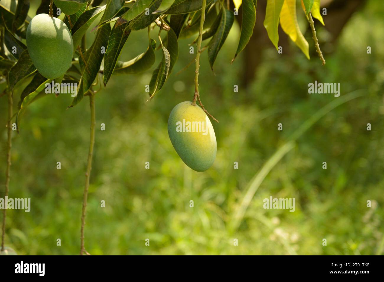 Fresh green mango on tree. Hanging green mangos. Bunch of Mango's ...