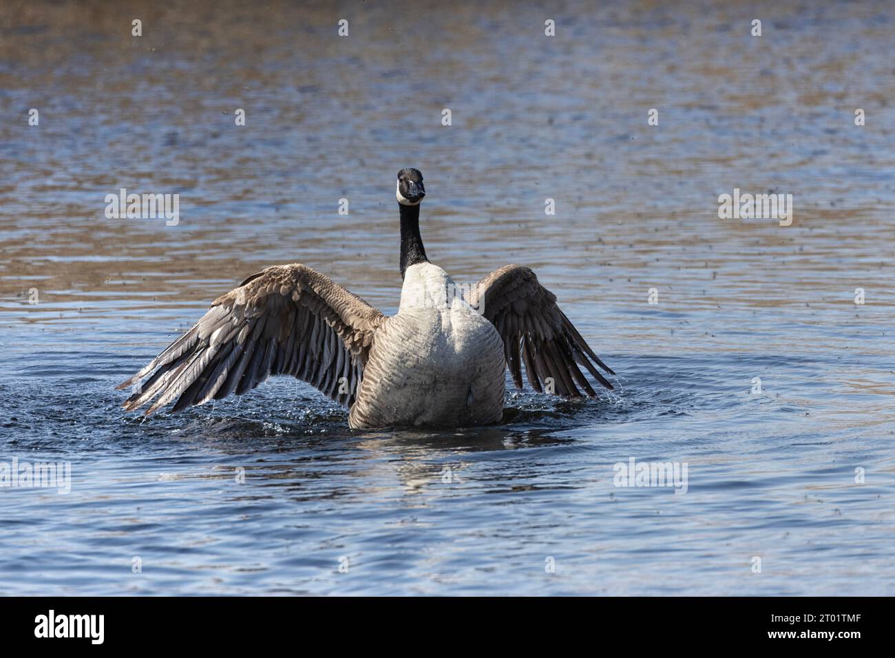 Canada goose performing its preening ritual with wing and body ...