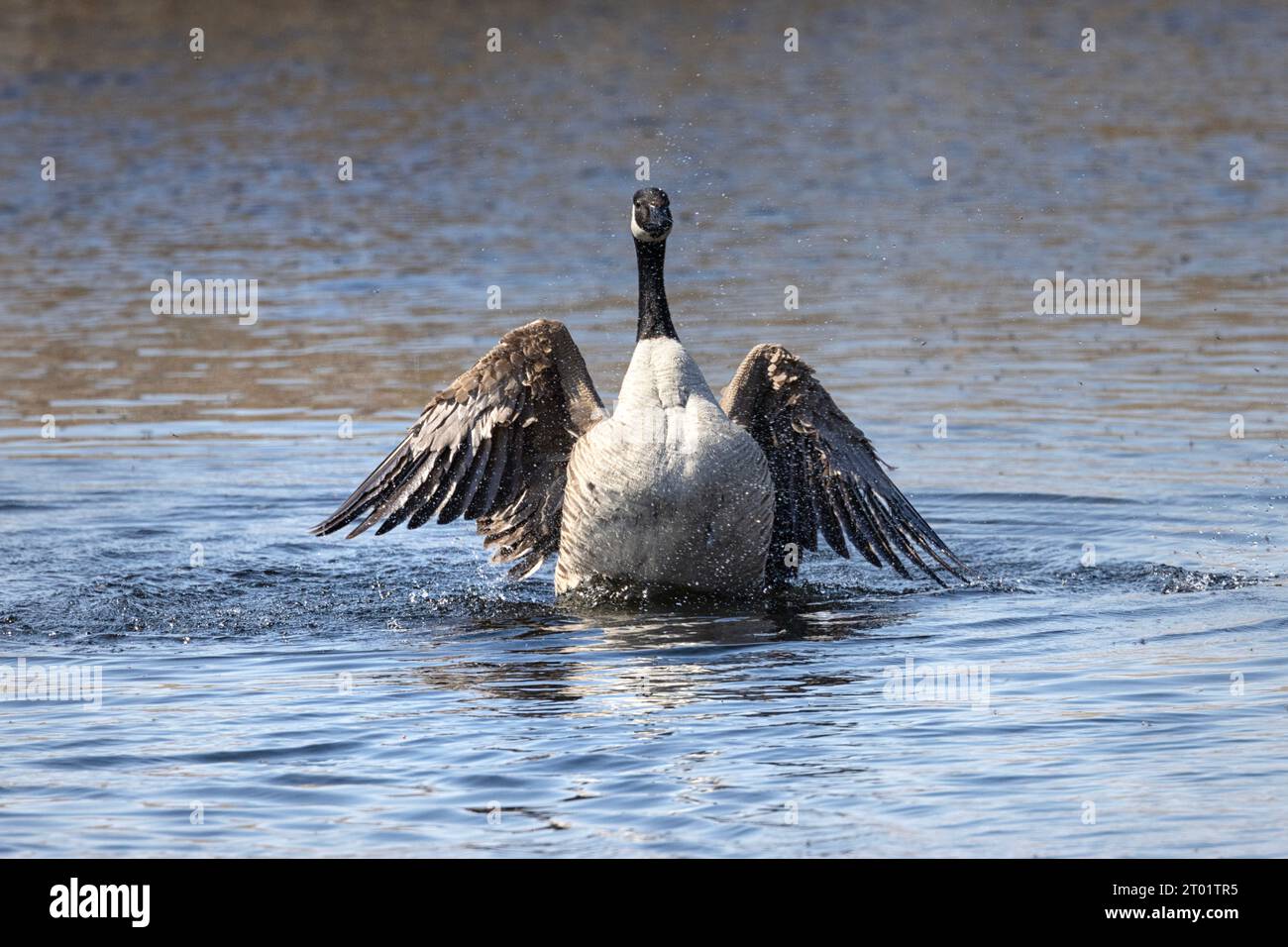 Canada goose performing its preening ritual with wing and body ...