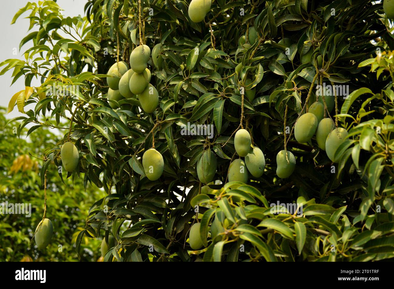 Fresh green mango on tree. Hanging green mangos. Bunch of Mango's ...