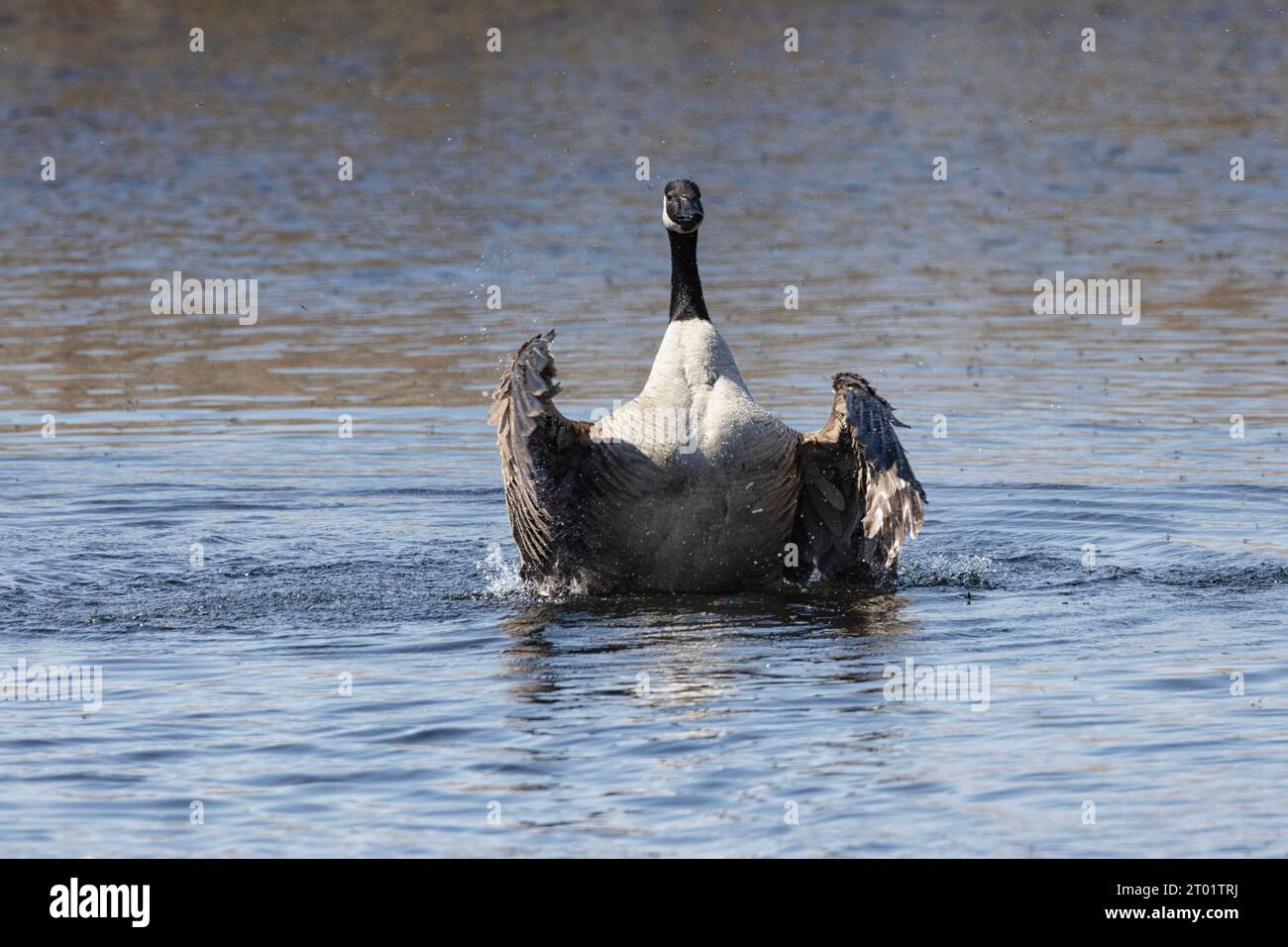 Canada goose performing its preening ritual with wing and body ...