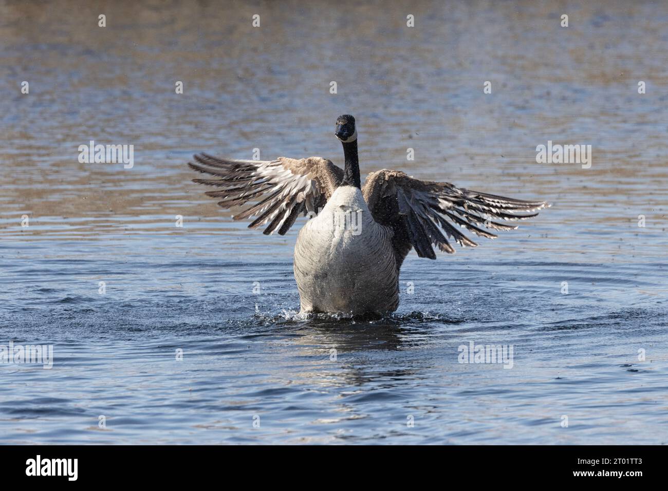 Canada goose performing its preening ritual with wing and body ...