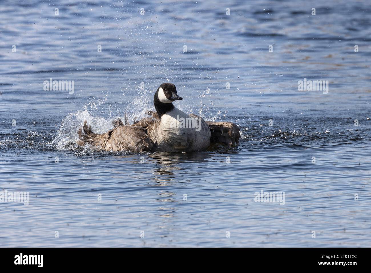 Canada goose performing its preening ritual with wing and body ...