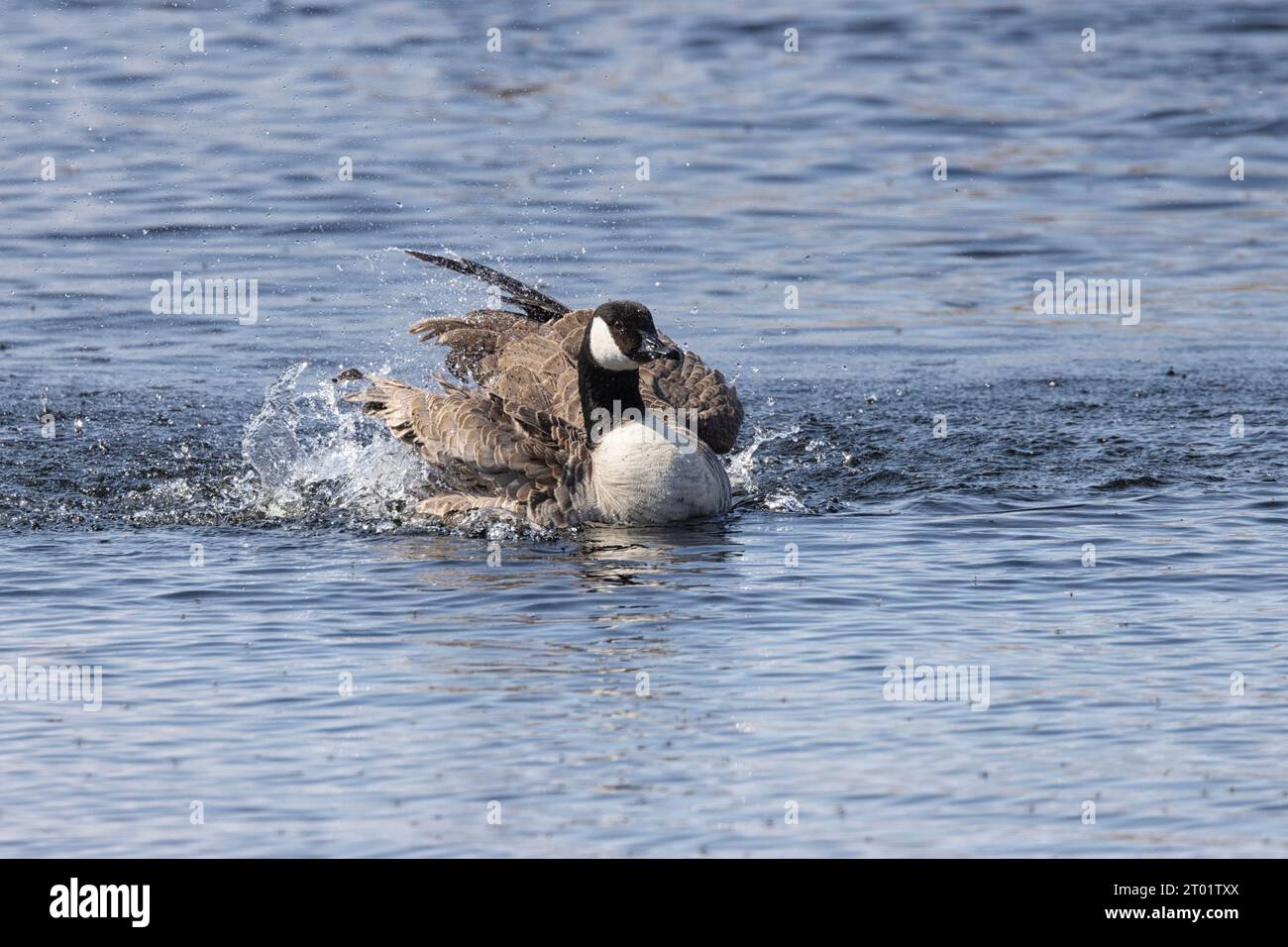 Canada goose performing its preening ritual with wing and body ...