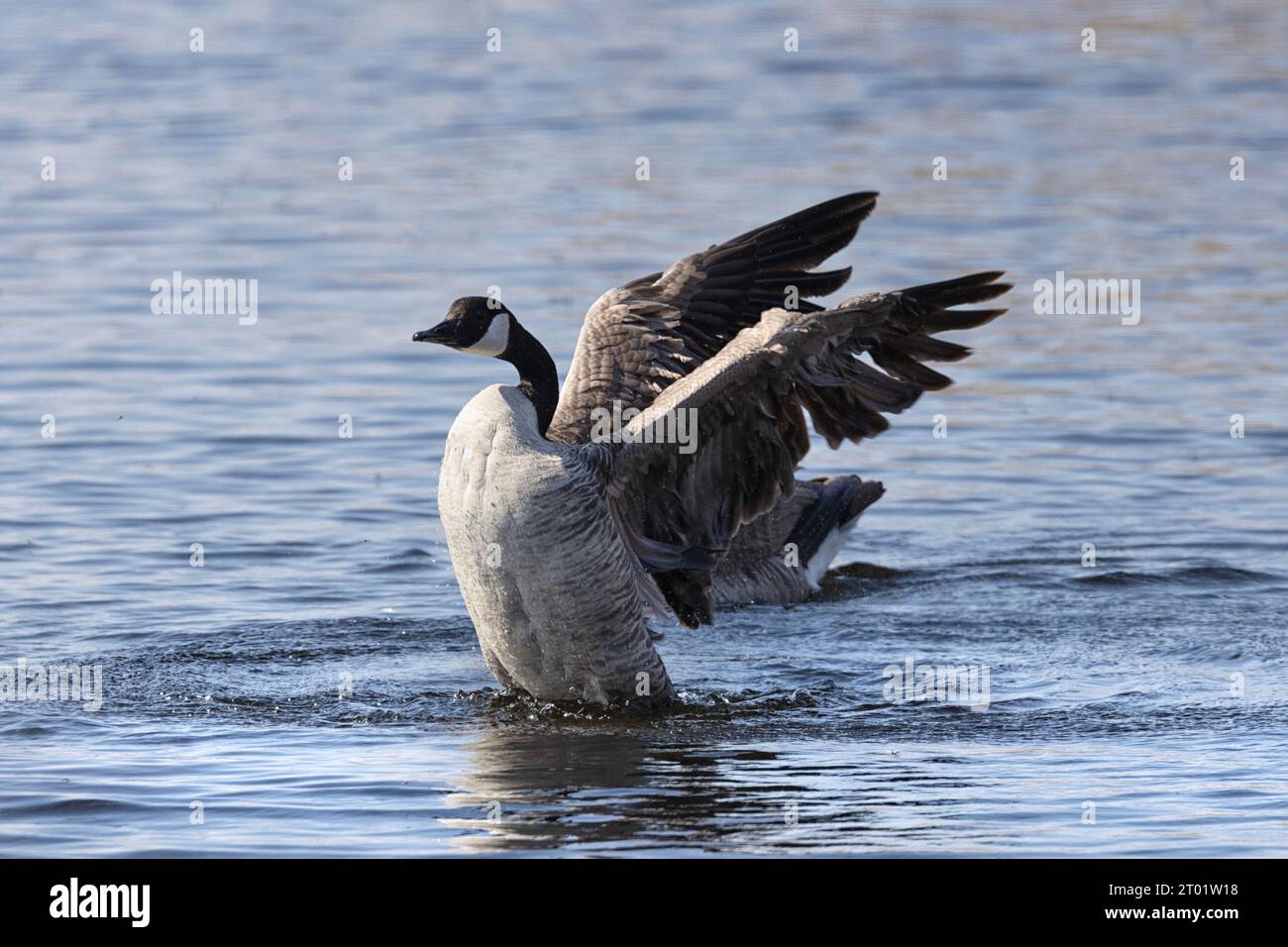 Canada goose performing its preening ritual with wing and body ...