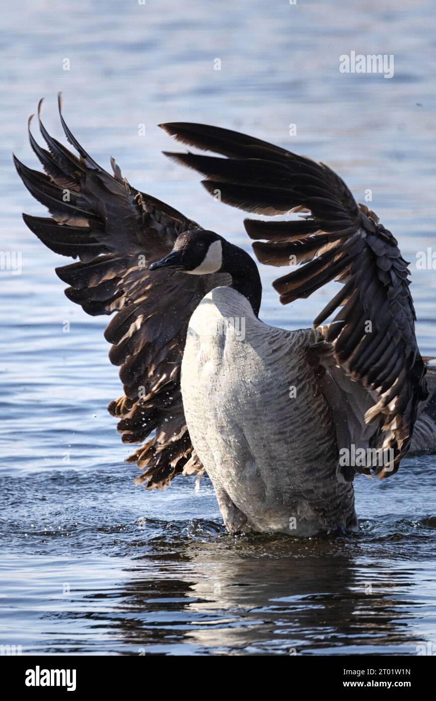 Canada goose performing its preening ritual with wing and body ...