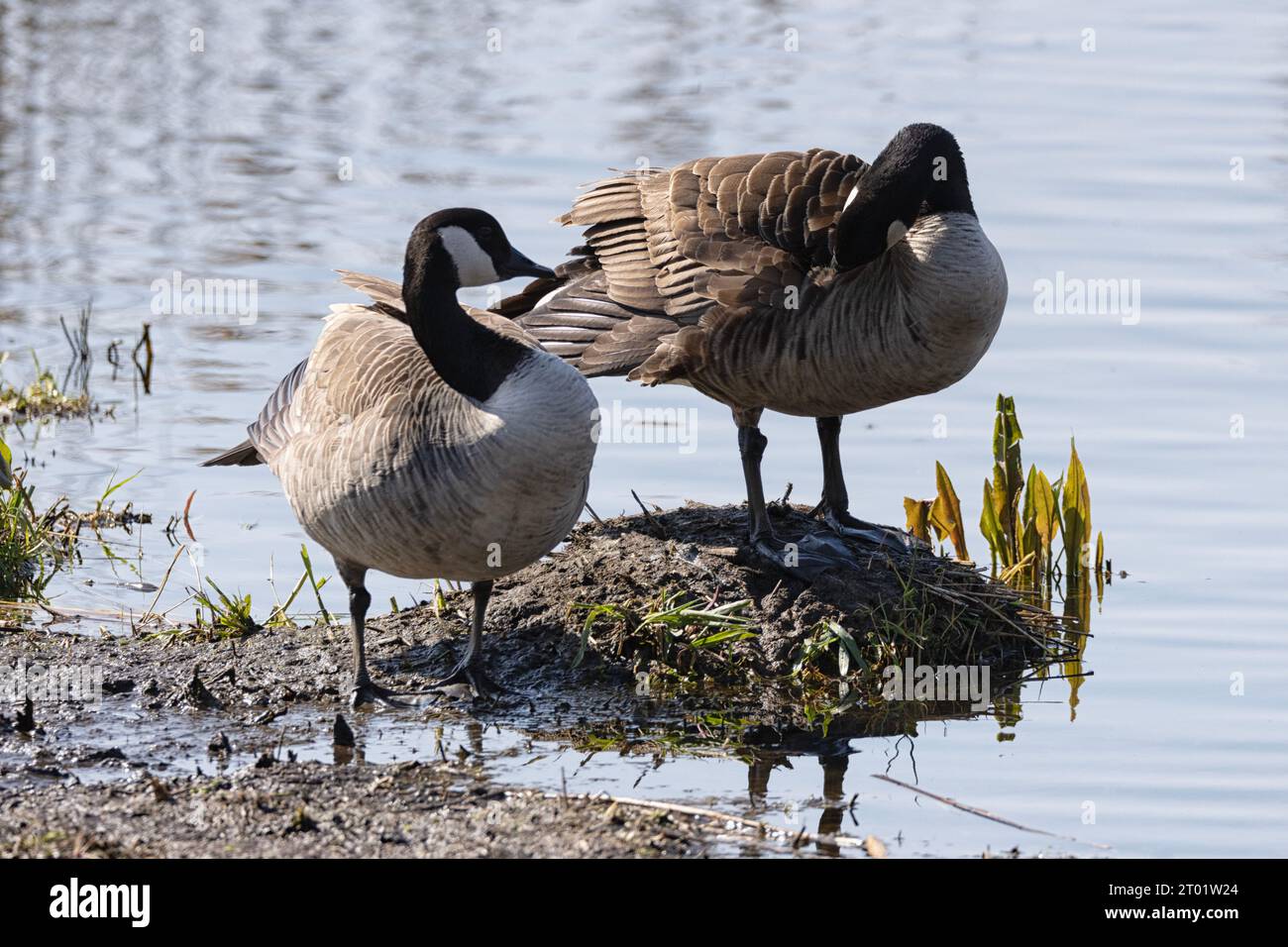 Canada goose performing its preening ritual with wing and body ...