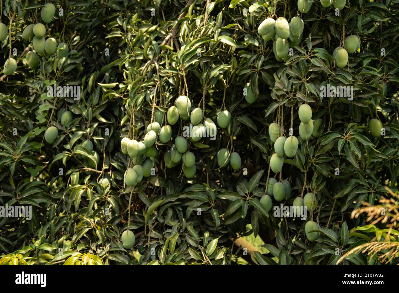 Fresh green mango on tree. Hanging green mangos. Bunch of Mango's ...