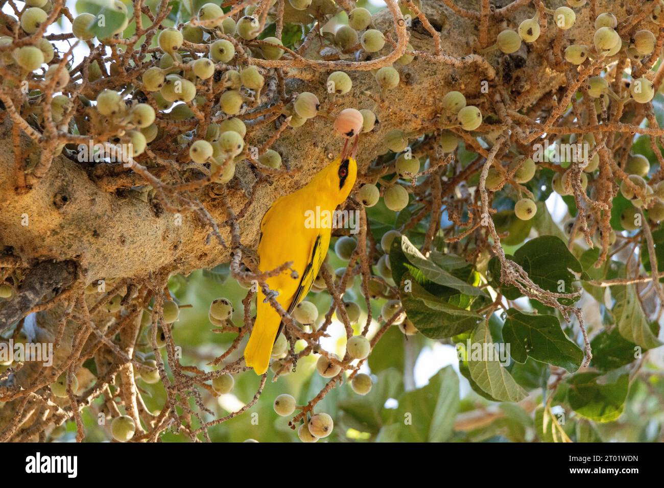 Oriole flying hi-res stock photography and images - Alamy
