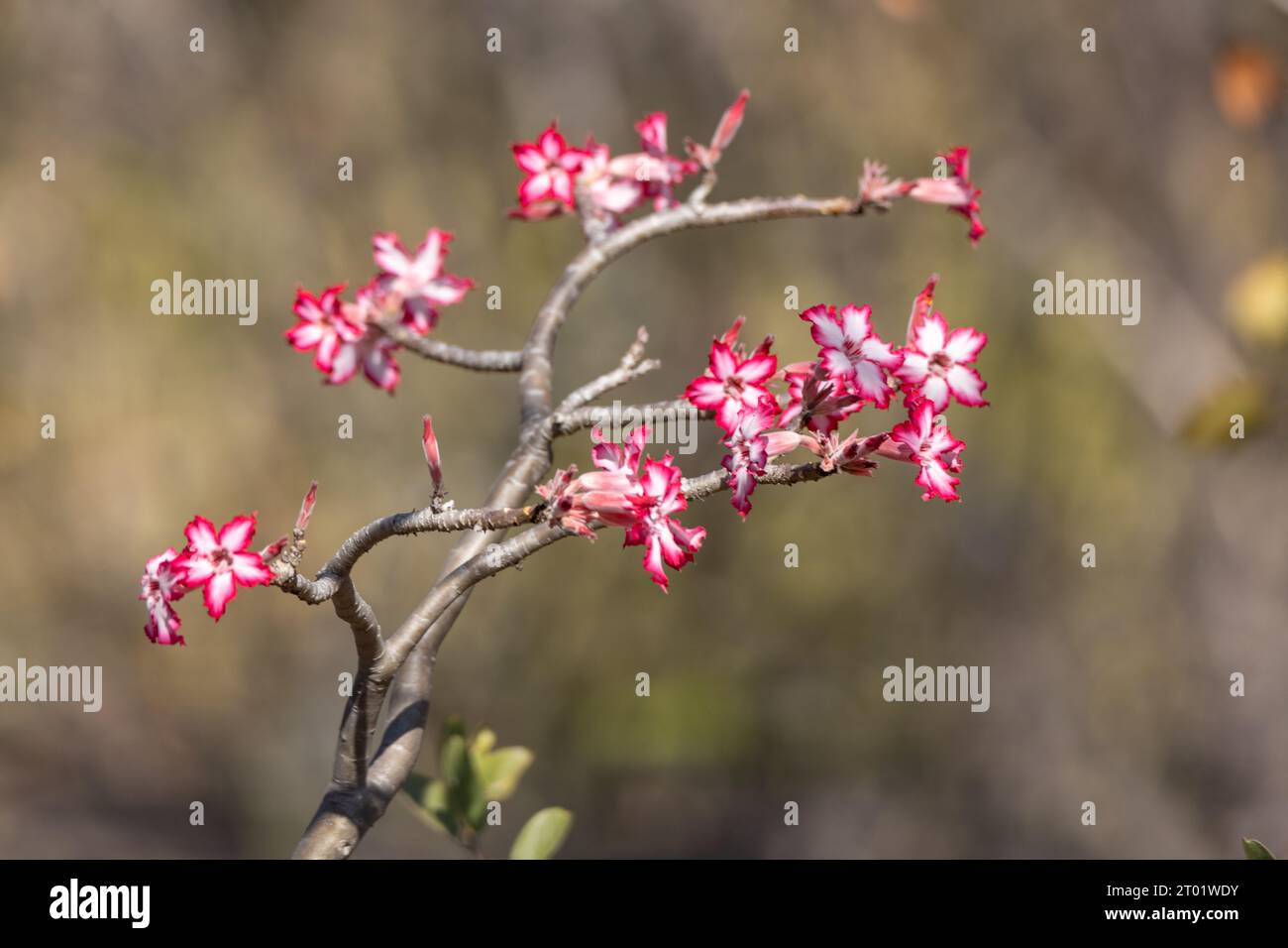 The desert rose (Adenium obesum) flower near lake Kariba in Zimbabwe ...