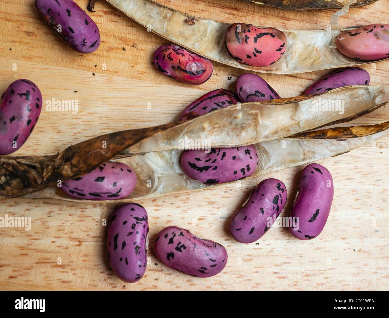 Dried seed pods and seeds of the summer vegetable, Phaseolus coccinea ...