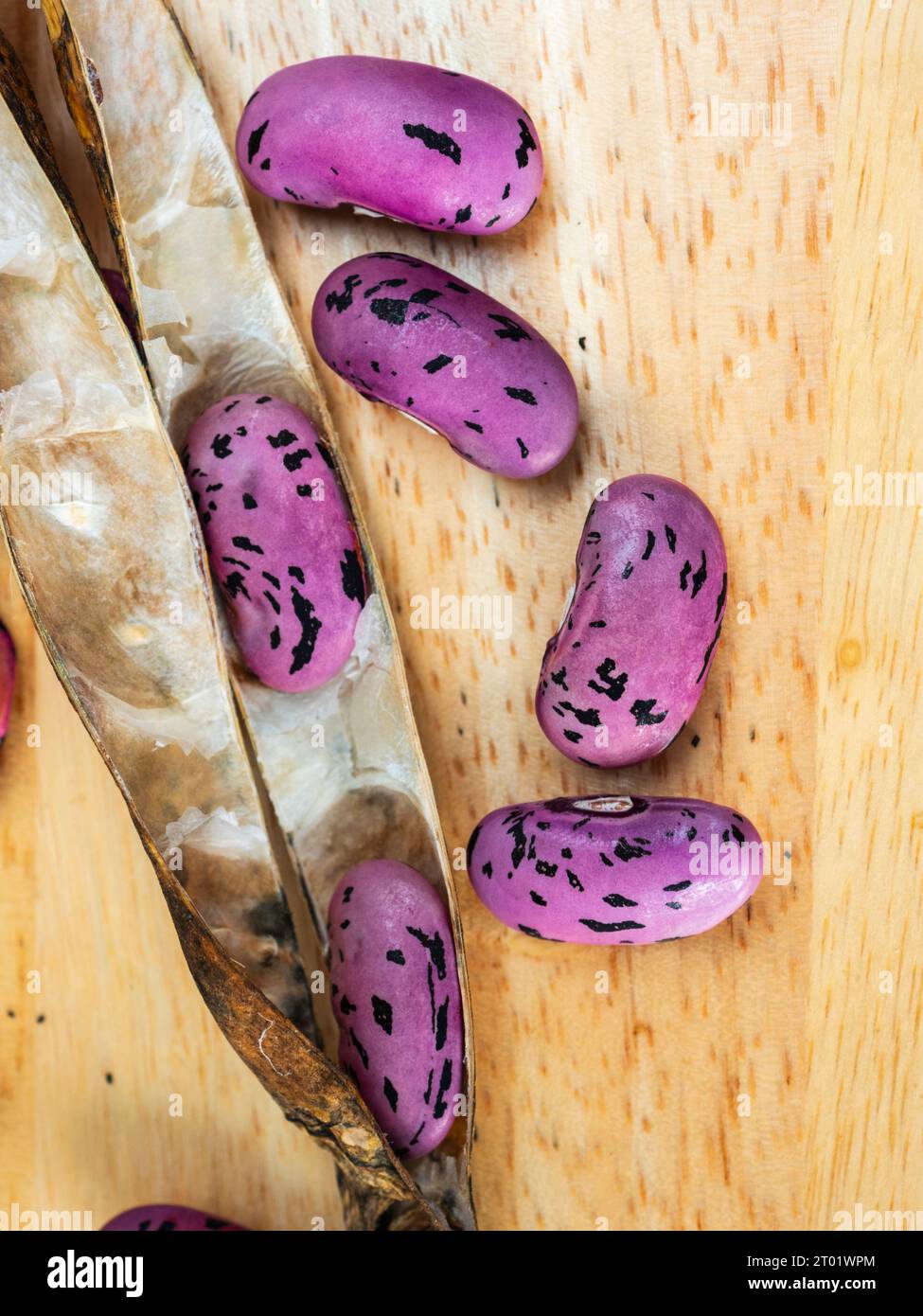 Dried seed pods and seeds of the summer vegetable, Phaseolus coccinea ...