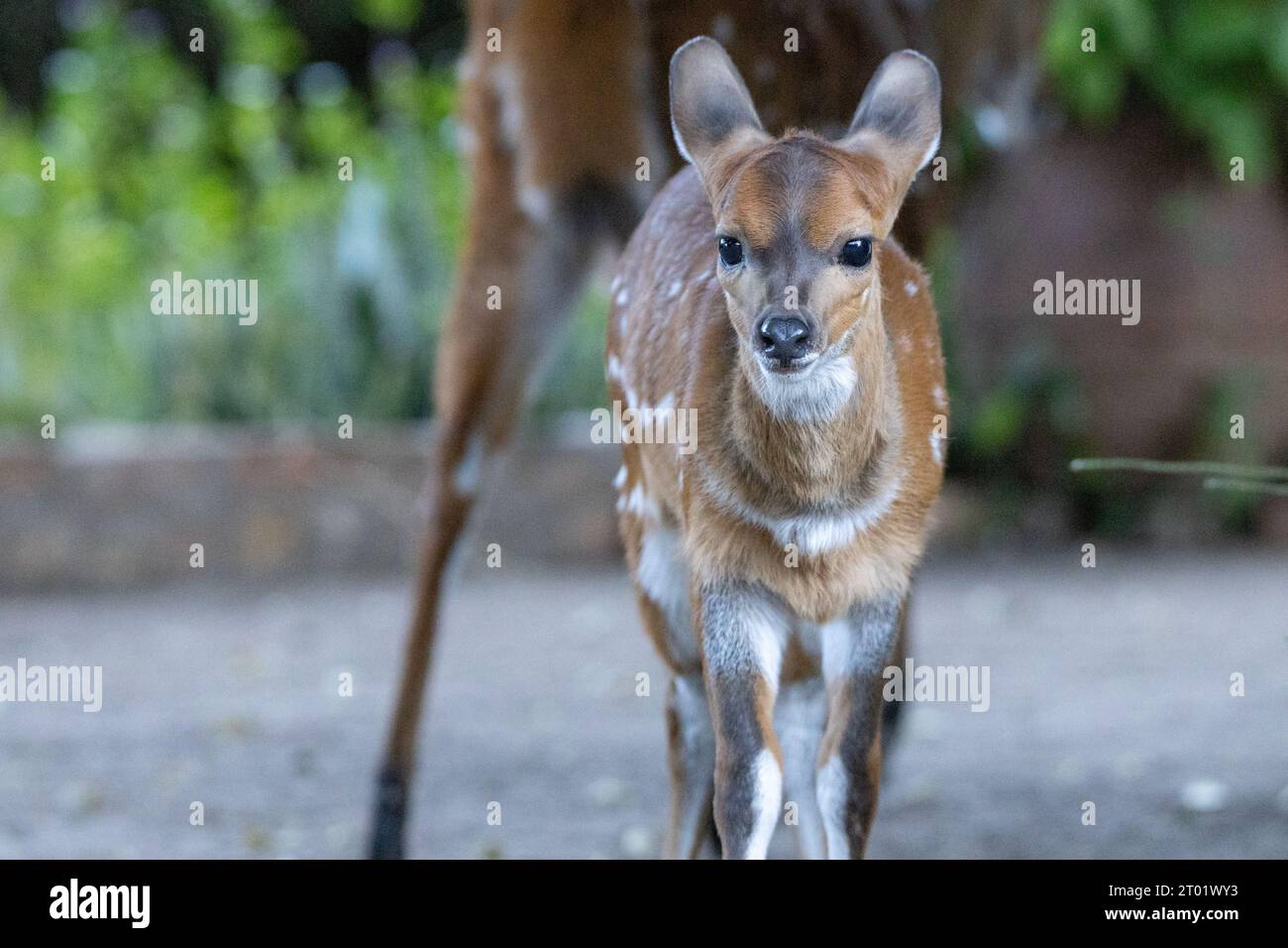 A Bushbuck calf (Tragelaphus sylvaticus) on the banks of the Chobe ...