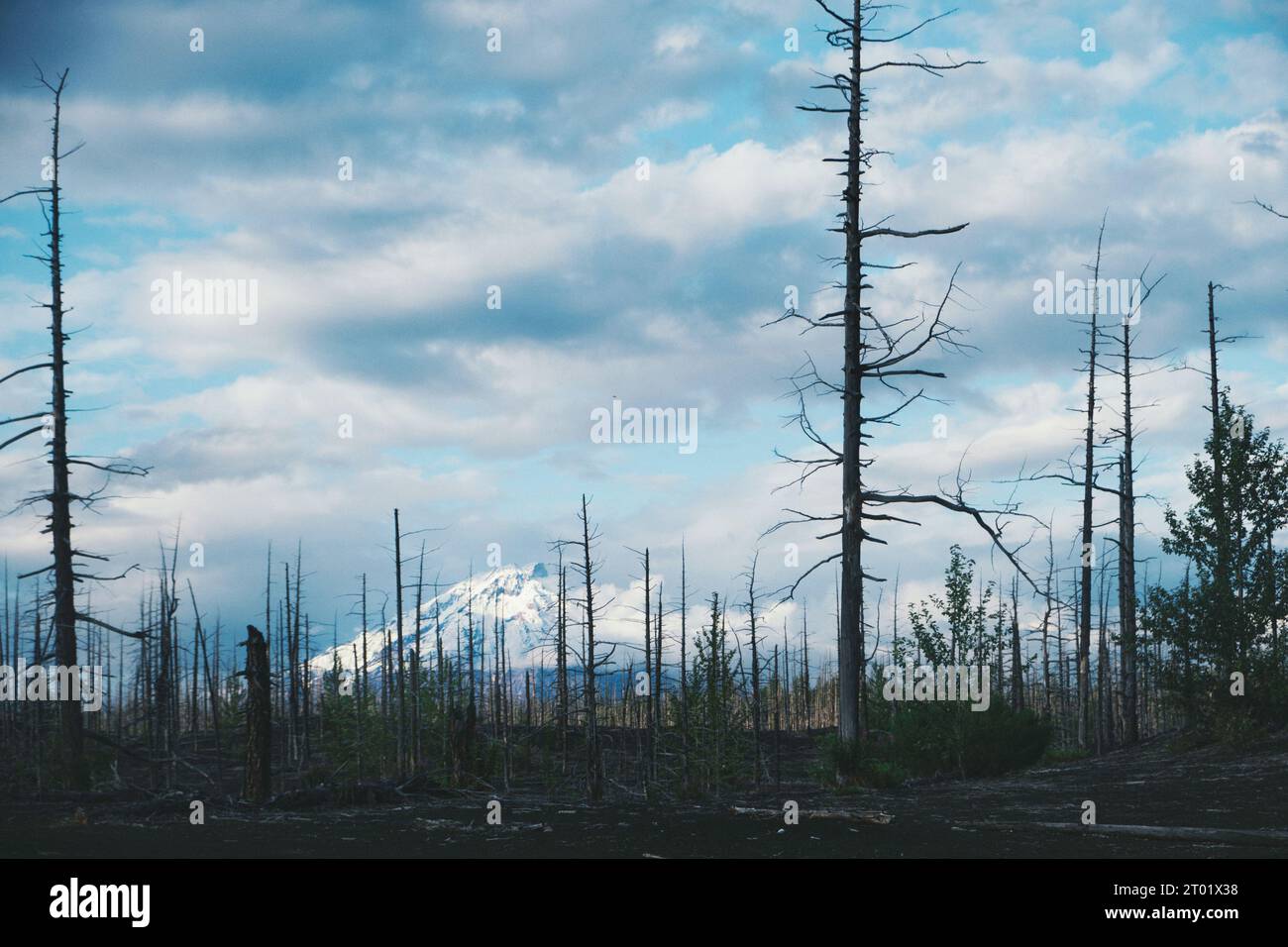 Dead forest is an aftermath of a colossal volcanic eruption. After the ...